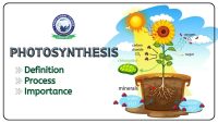 Photosynthesis: Definition, Process, Equation and Importance | Khan ...