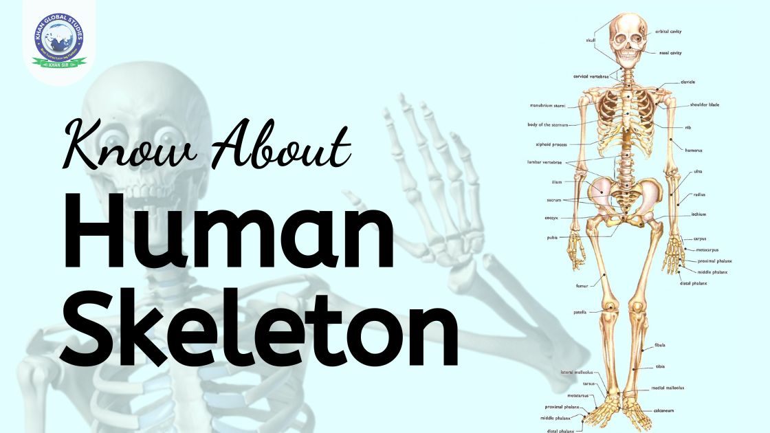 Human Skeleton System: About, Functions and Structure | Khan Global ...