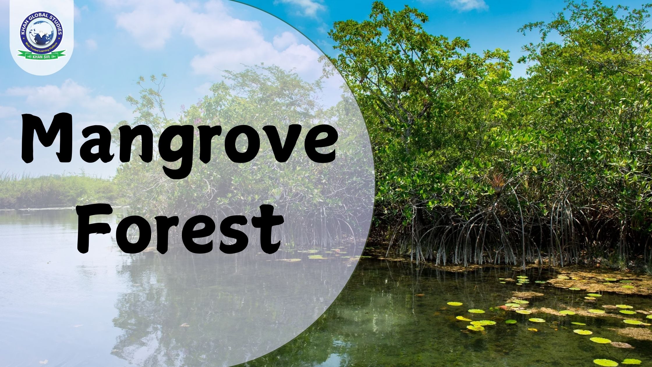 Mangrove Forests: About, History, Root Systems & Reproduction | Khan ...